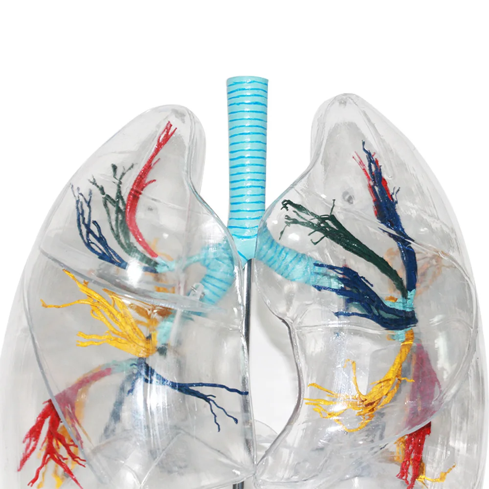 Transparent Lung Segment Model Respiratory System Model Medical ...