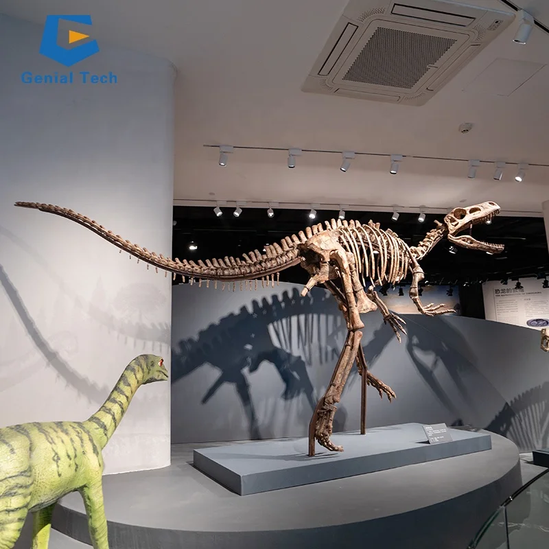 Sg-kn23m201 Realistic Allosaurus Dinosaur Skeleton Model For Museum ...