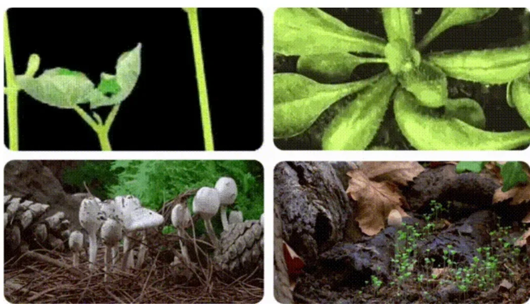 Beeco Food Waste Composter - Efficient Recycling Solutions