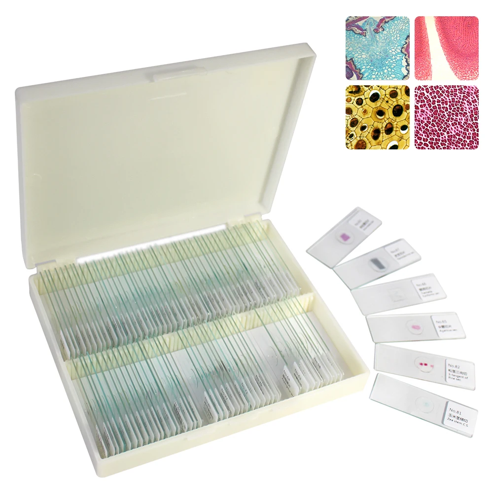 Botany Histology Laboratory Slides FRT2004 Teaching Aids Slide 100 ...