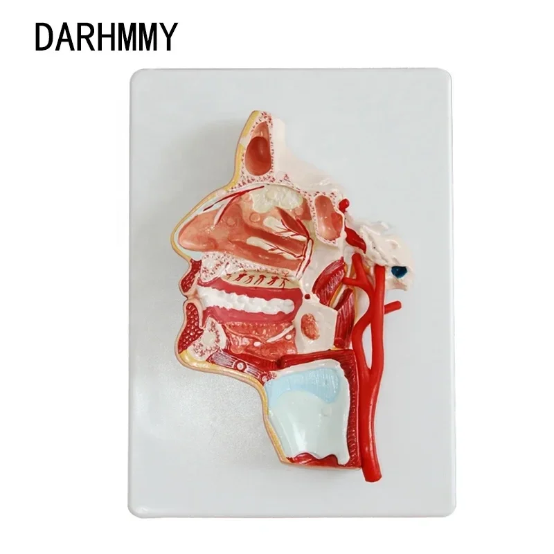 Darhmmy Anatomical Model Of The Medial Head Of The Oropharynx Medical ...