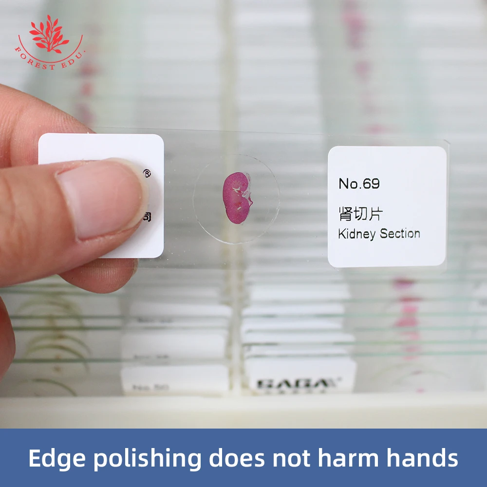 Biology School Supplies - 100 Items for Microscope Slides