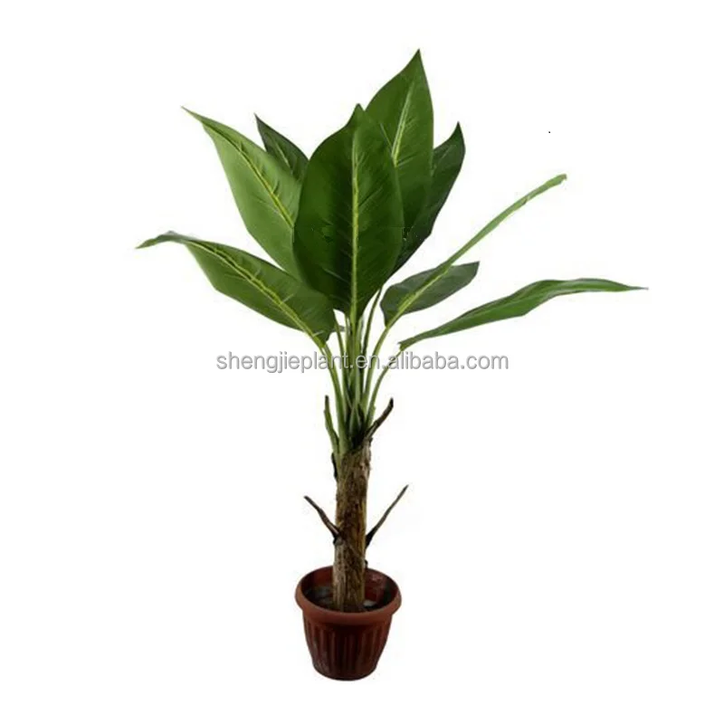 Potted Feng Shui Lucky Tree - Ornamental Boxwood Topiary