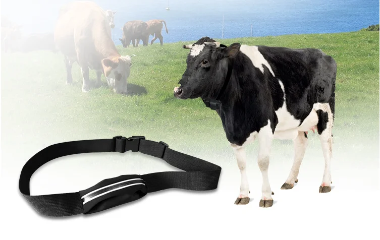 Goat Cow GPS Tracker With Solar Collar Real Time Tracking Powered Cow ...