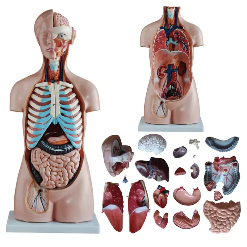 Anatomy Model Evotech Human Brain Model W/Arteries, 9 Parts Life Size ...