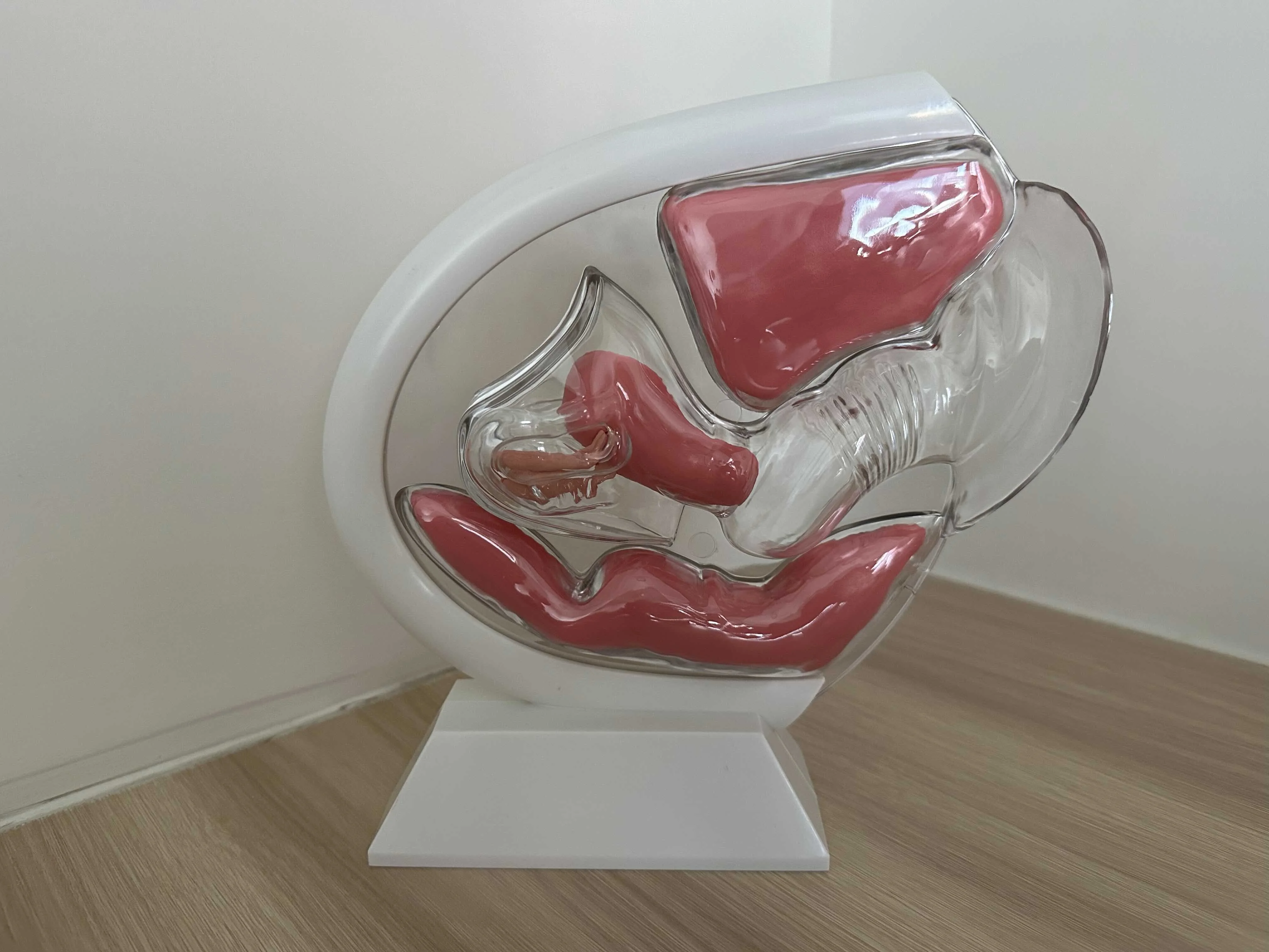 Kyrenmed Female Reproductive System Model - Transparent Uterus