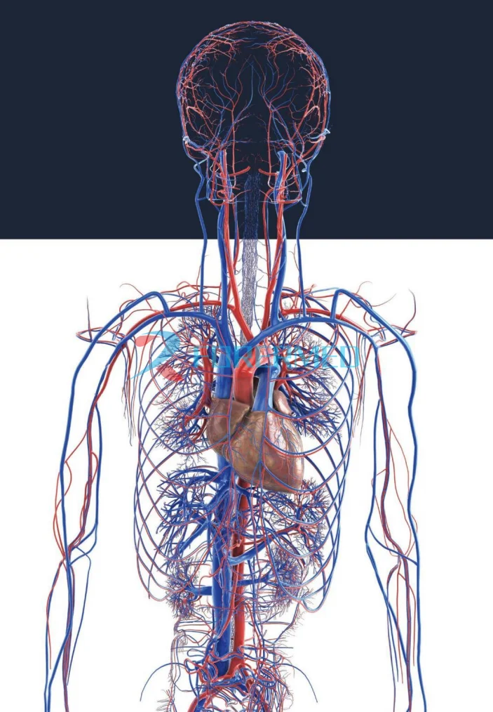 Digital Human Anatomy System - School Autopsy Teaching