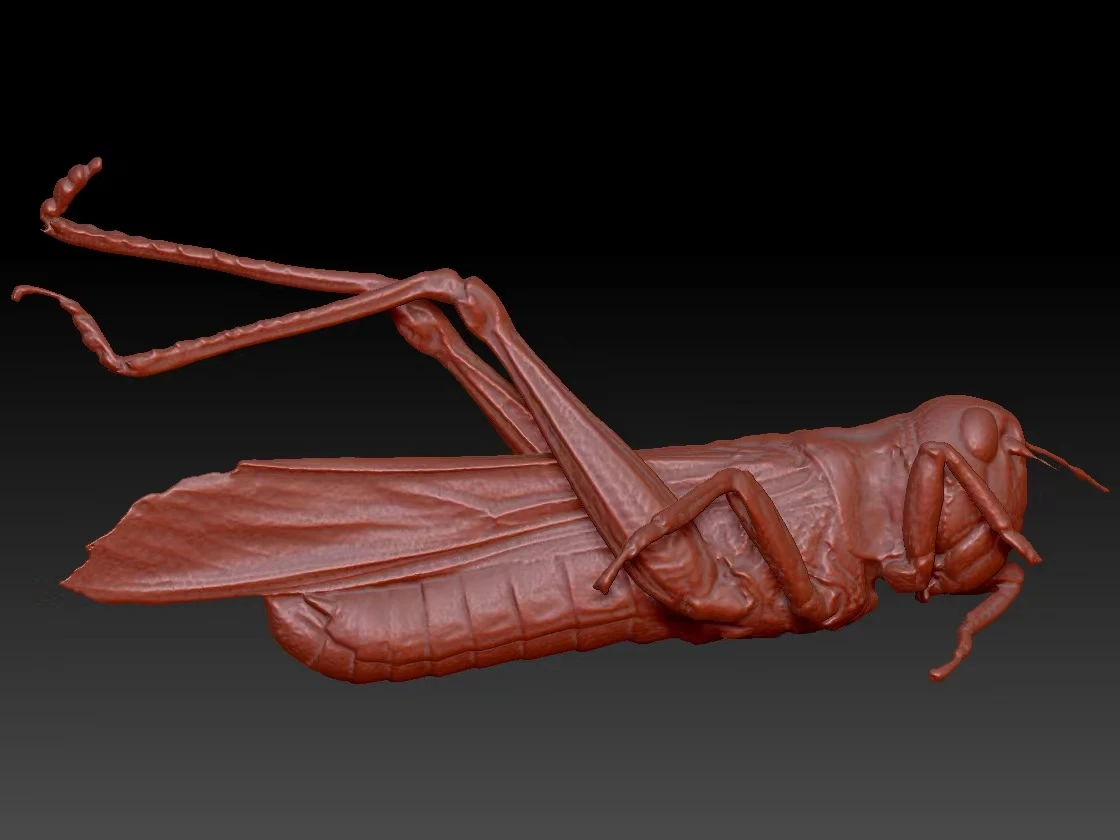 Insect Butterfly Specimen 3d Scanner Js500 Thunk3d - Buy 3d Modeling 3d ...