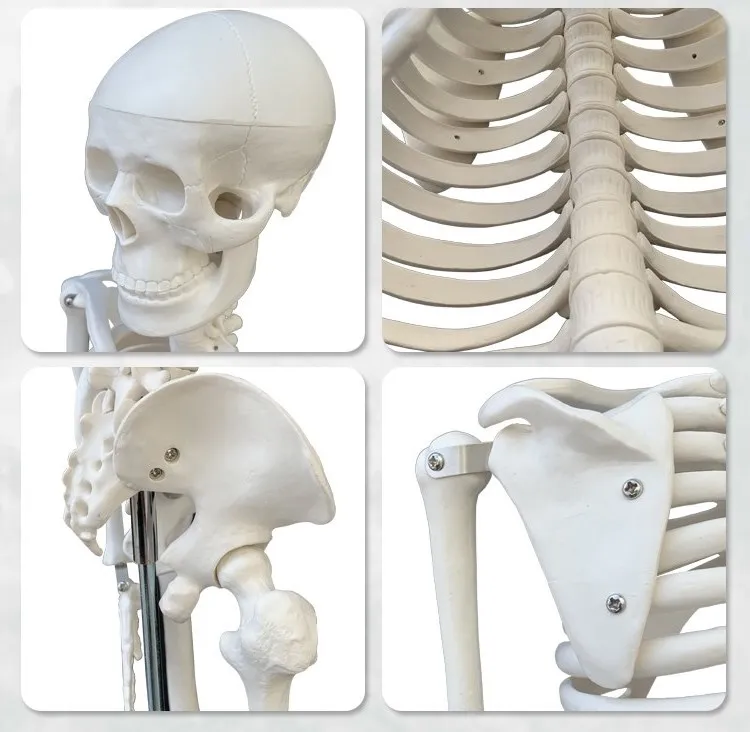 Medical Anatomical Model 170cm With Muscles & Bones - Human Anatomy ...