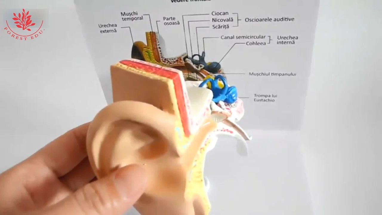 Biological Teaching Human Ear Model Anatomical Display Ear Model ...
