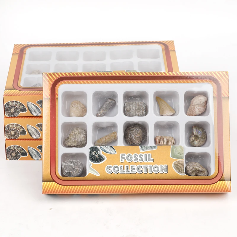 Genuine Fossil Collection - 12 Fossils,Science Kit For Kids,A Geology ...