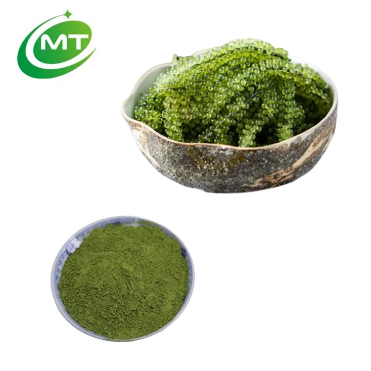 Caulerpa Lentillifera