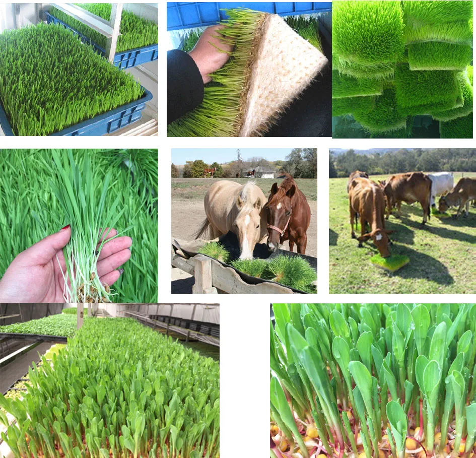 Hydroponic Fodder Machine - High Output for Animal Feed