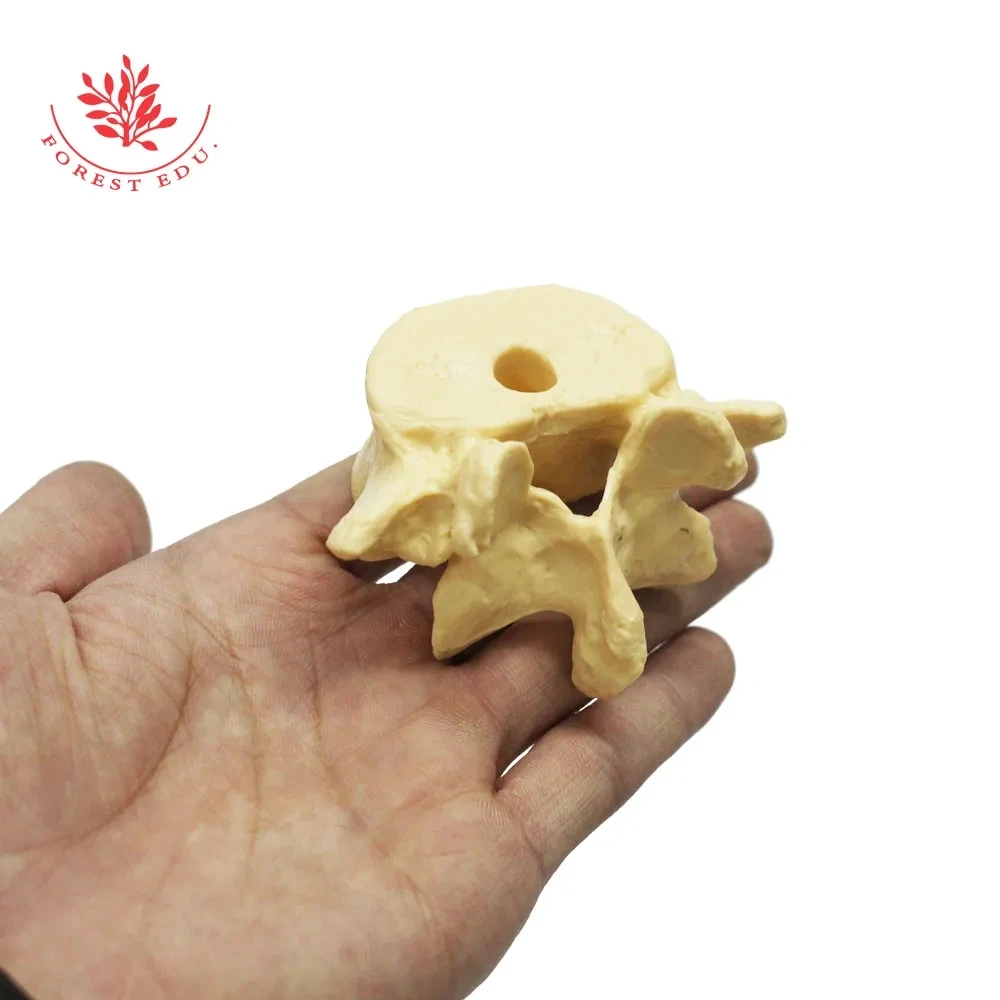 Lumbar Vertebra Model One Section Life Size Lumbar Spine Skeleton Model ...
