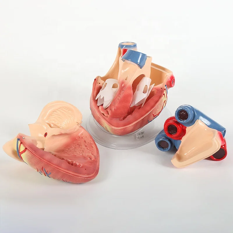Biomedical Teaching Tool of Mold Organ Simulation Model| Alibaba.com