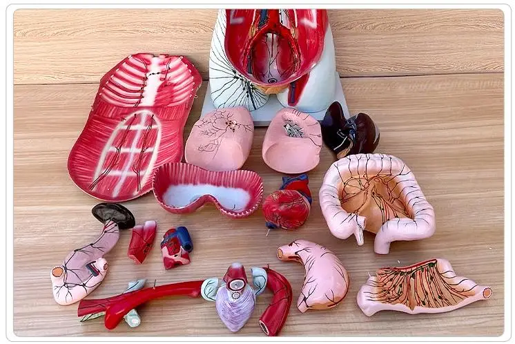 Anatomical Model of Lymphatic System of Whole Body Deep Lymphatic ...