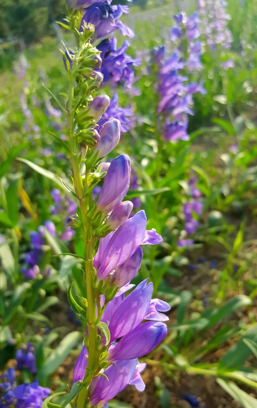 Shengyao Scutellaria Baicalensis Root Extract - Buy Scutellaria ...