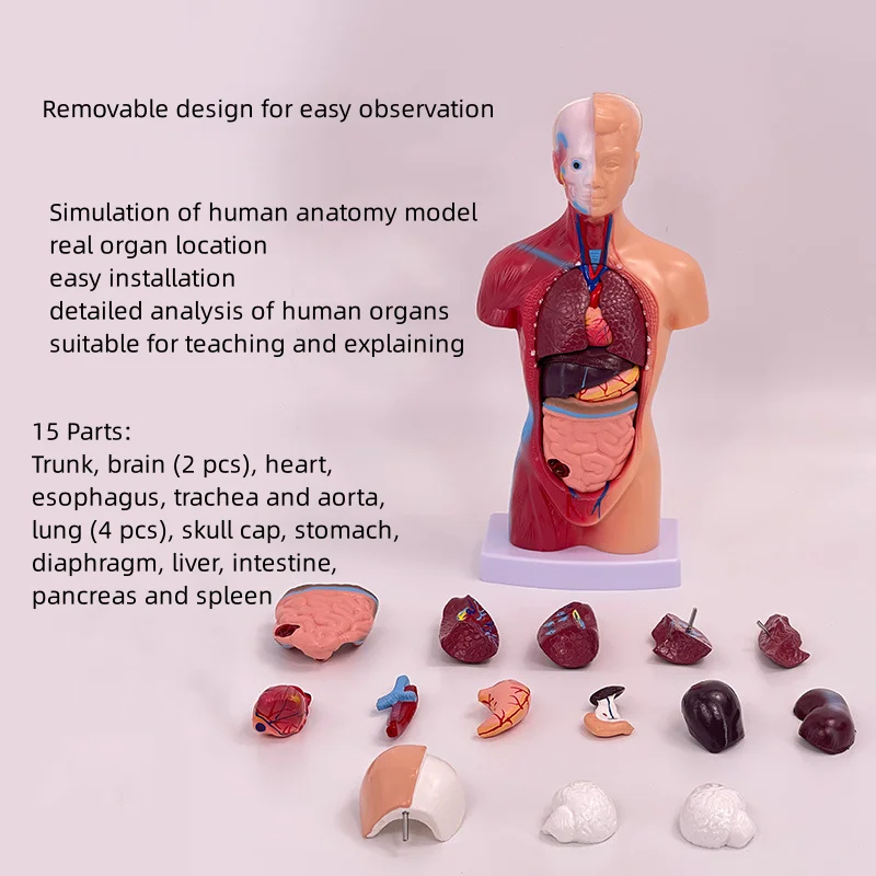 Human Body Torso Anatomical Model Human Torso Model - Buy Human Torso ...