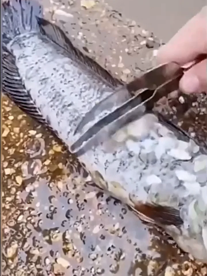 Stainless Steel 3 In 1 Fish Scale Knife Cut/scrape/dig Maw Knife Scale ...