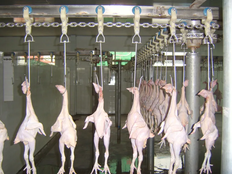 High Quality Poultry Chicken Dressing Plant - Automation