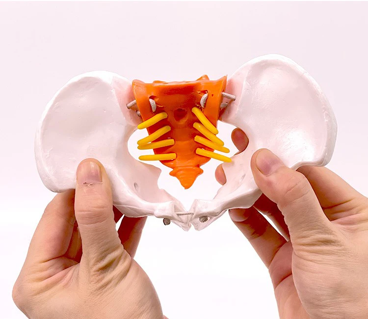 Human Skeletal Anatomical Model with Sacrum and Hip Scalable Mini ...