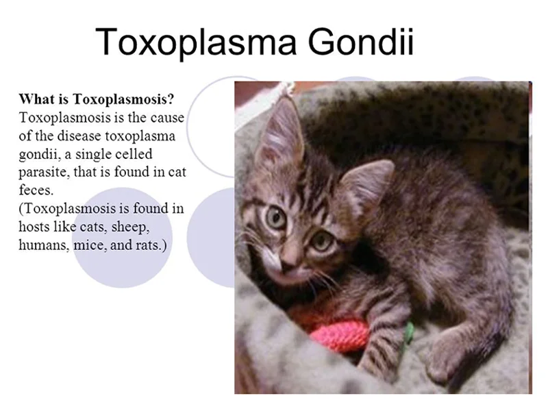 Feline Toxoplasma Gondii Ag Test for Veterinary Rapid test Kit for ...