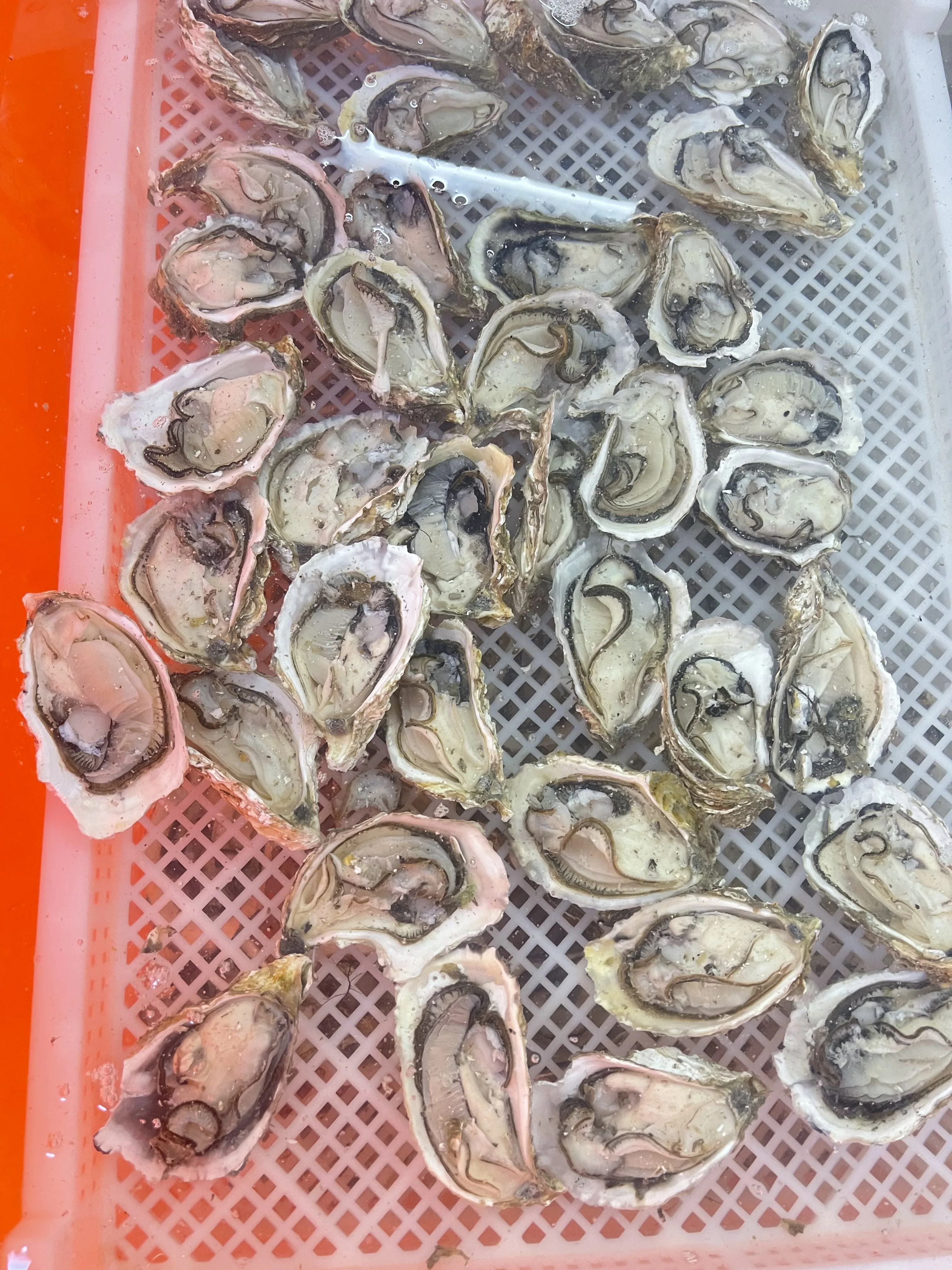 Frozen Shellfish Oyster Sanfeng Seafood Frozen Half Shell Oyster ...