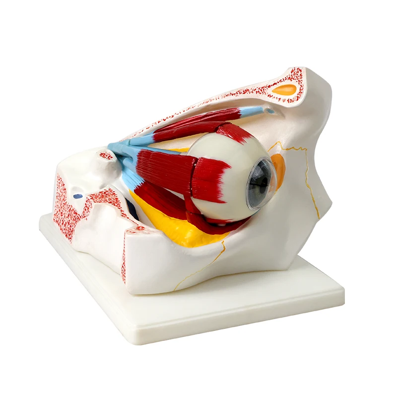 Human Anatomy Eye in Orbit Model - 8 Parts for Medical Education