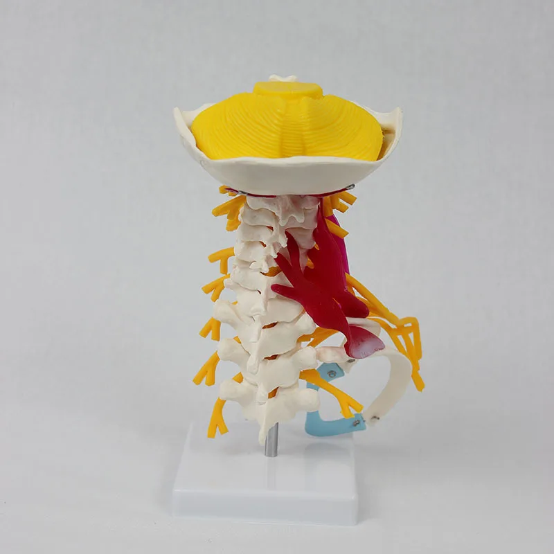 Medical Science Human Cervical Joint Model Series Model for Students to ...