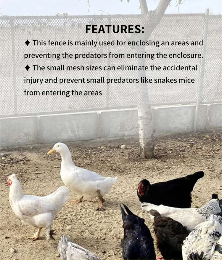 Plastic Chicken Poultry Farm Fence Protection Chicken Fence Netting ...