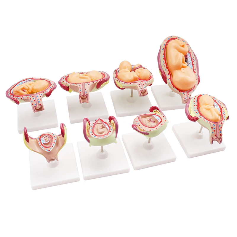 Wholesale Fetus Development Teaching Model - Fetus Growth by Month