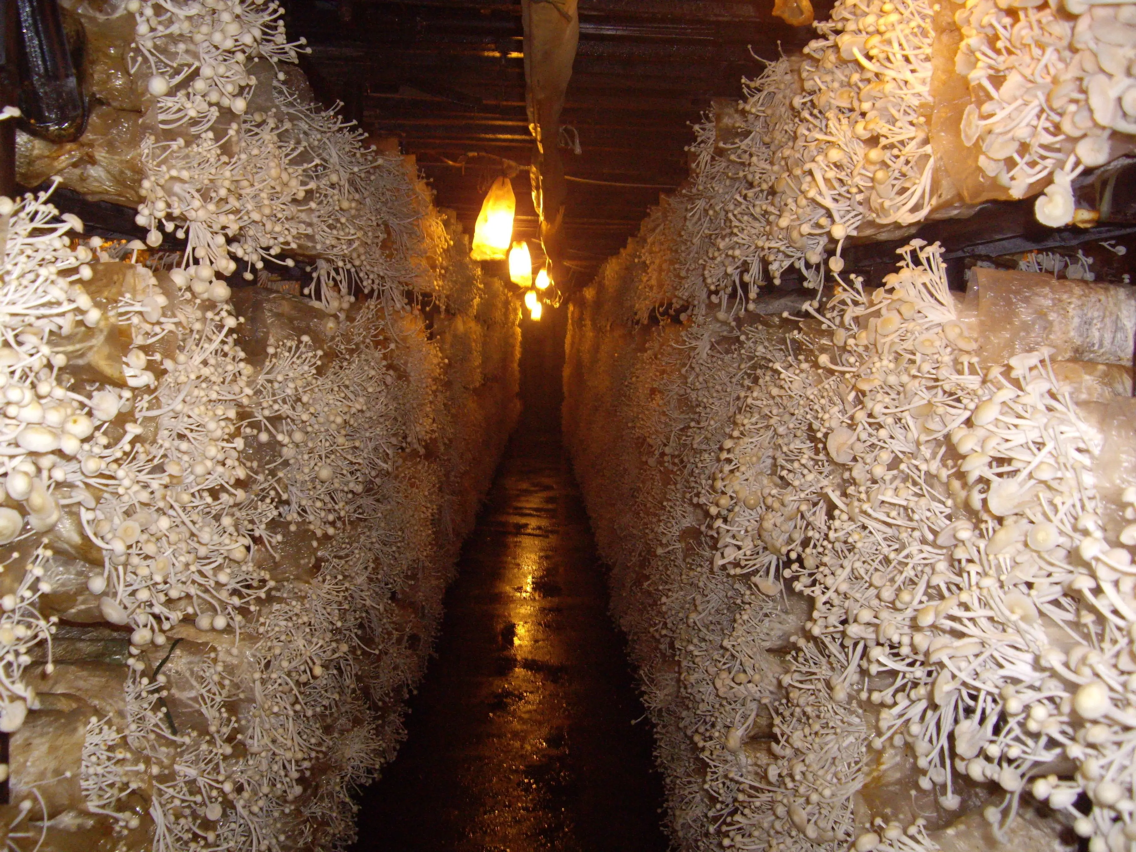 40ft Smart Farm Container Vertical Farming Hydroponic Systems Button ...