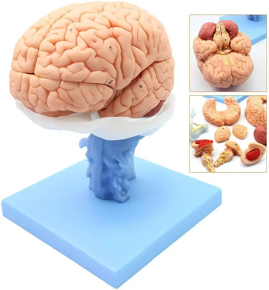 Medical Science Natural Brain Anatomy Model Detachable 15-part Human ...