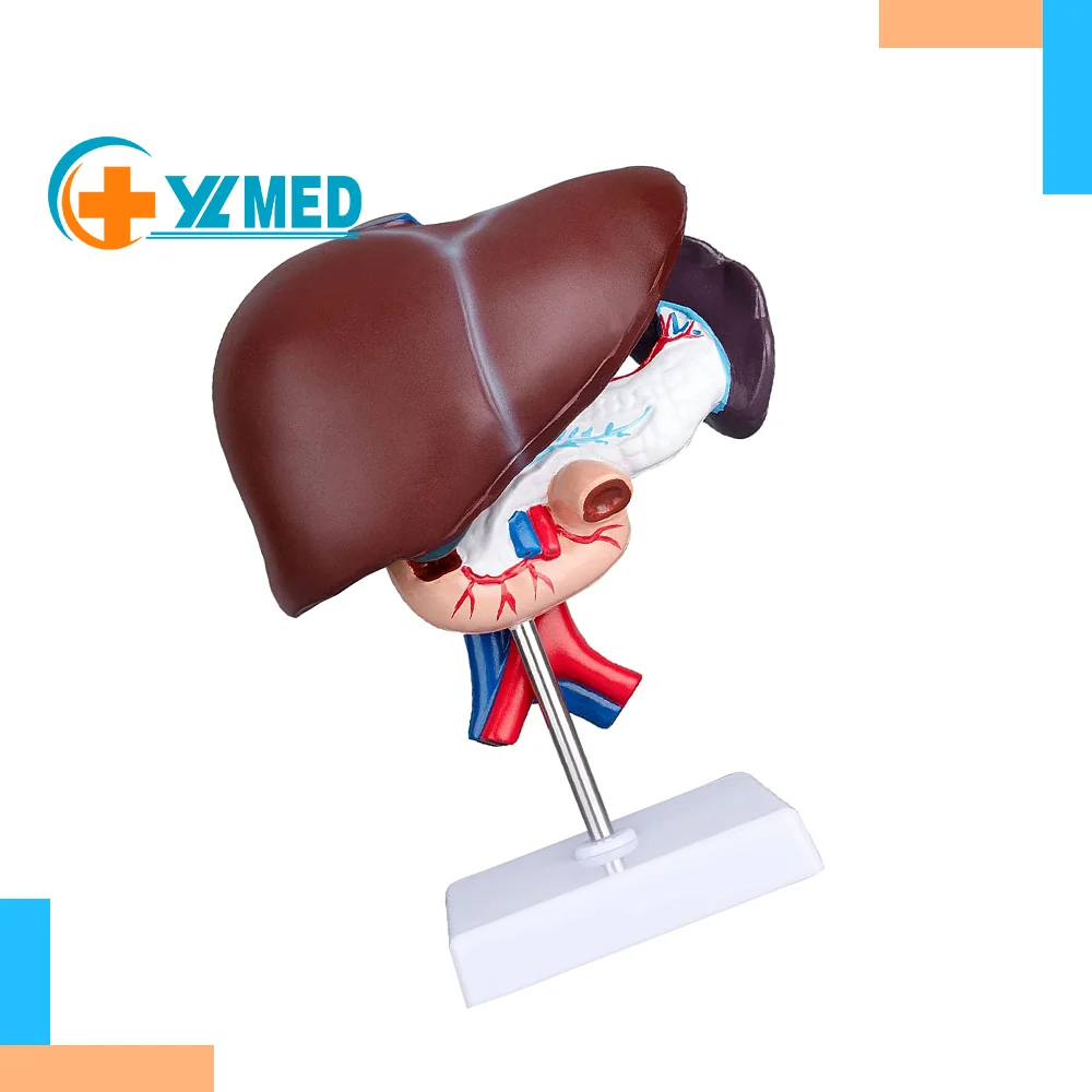 High quality liver, pancreas, duodenum model manufacturers catalog ...