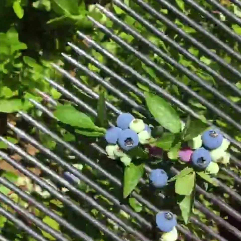 Manual Efficient Blueberry Picker Hand Blueberry Harvester Fruit ...