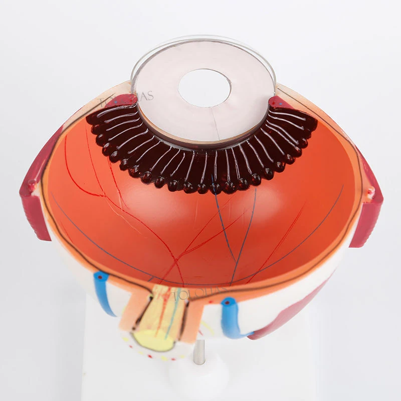 LHN09 Medical Science Education PVC 6 Times 3d Human Eye Anatomical ...