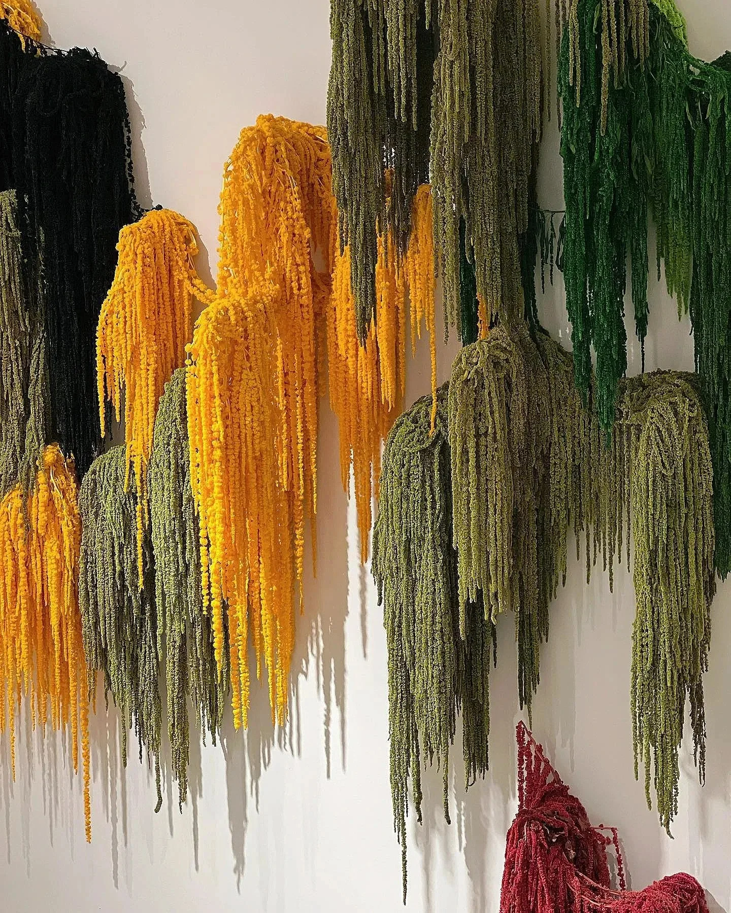 5pcs High Quality Natural Dried Amaranth for Decoration