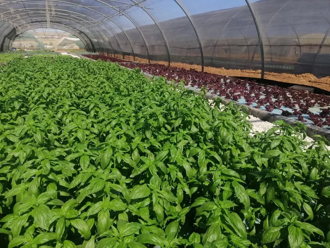 Hydroponic DWC Floating Raft System for Greenhouse Veg