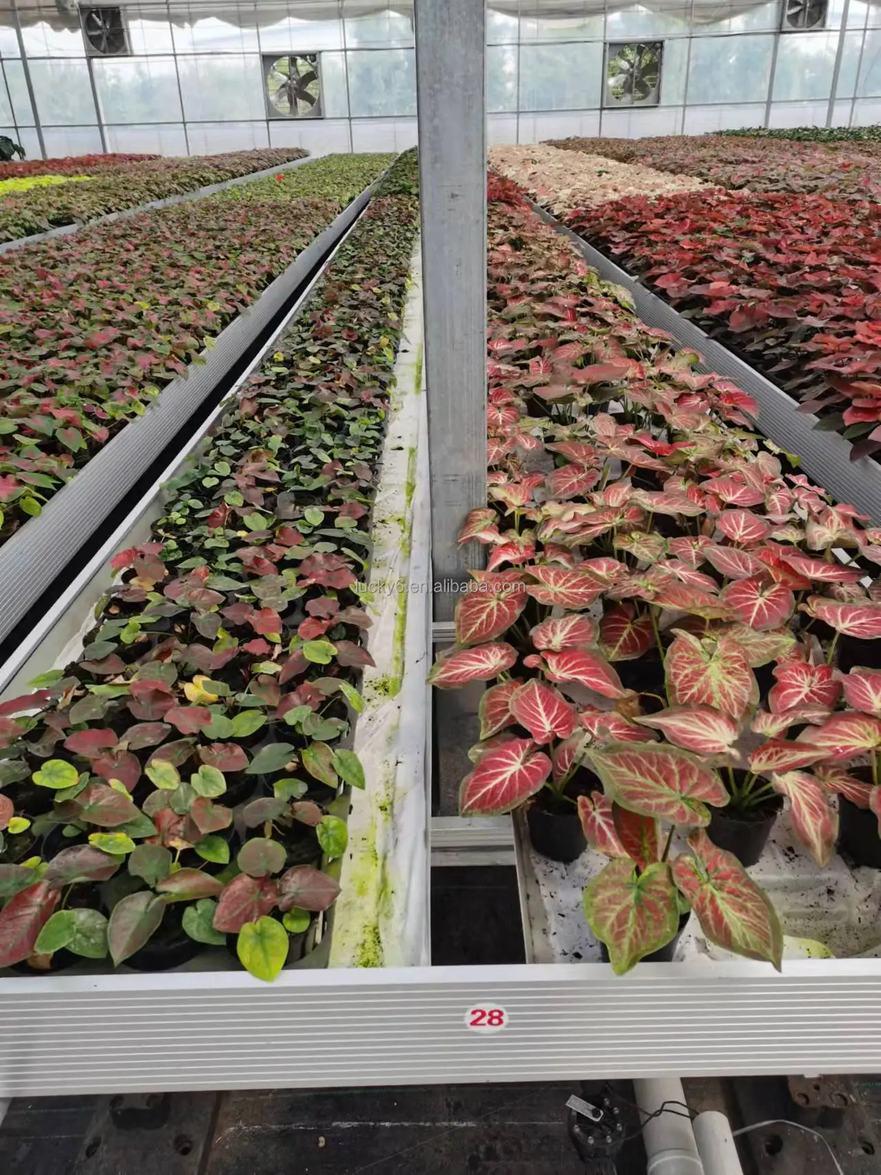 Indoor Vertical Growing Plants Table Grow Flood Drain Tray Hydroponic ...