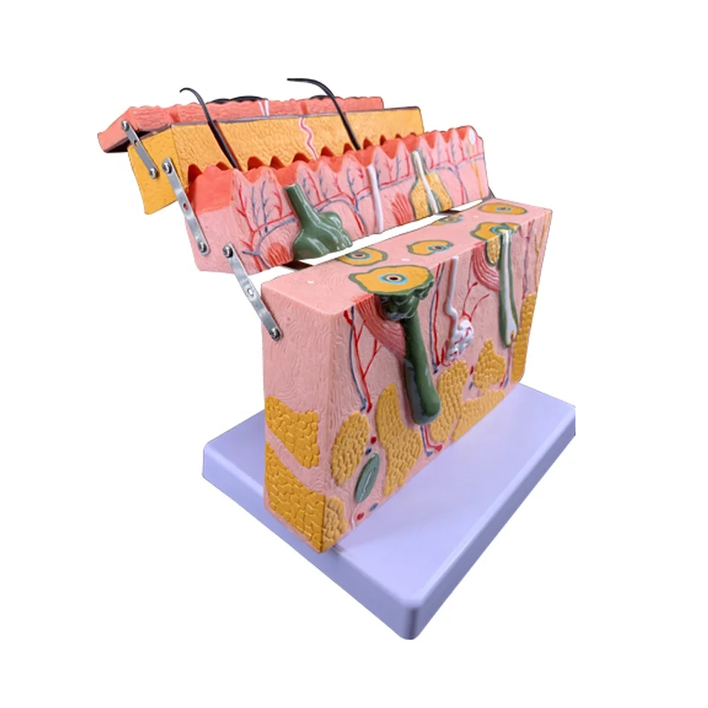HOT Skin Section Structure Layer Anatomical Model Human Teaching| Alibaba.com