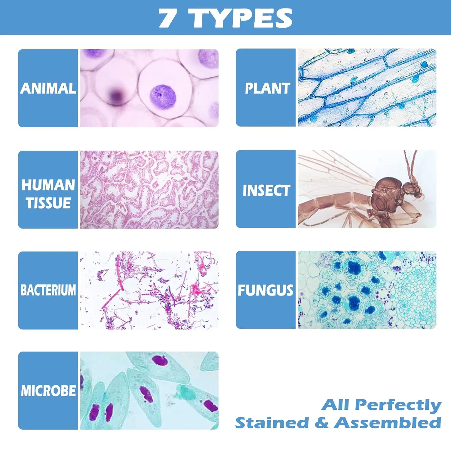 Educational Microscope Slides - Human and Animal Parasitology
