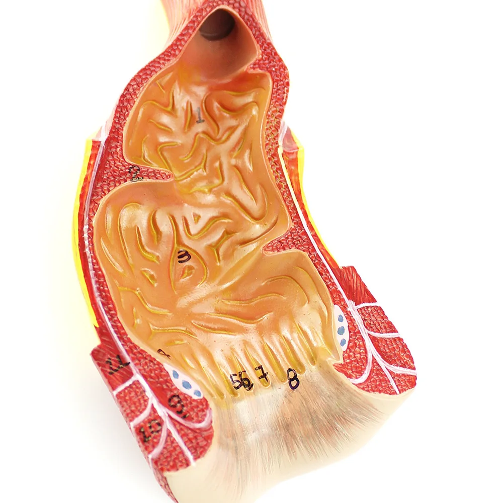Human Anatomical Digestive System Model Intestinal Anatomy Biology ...