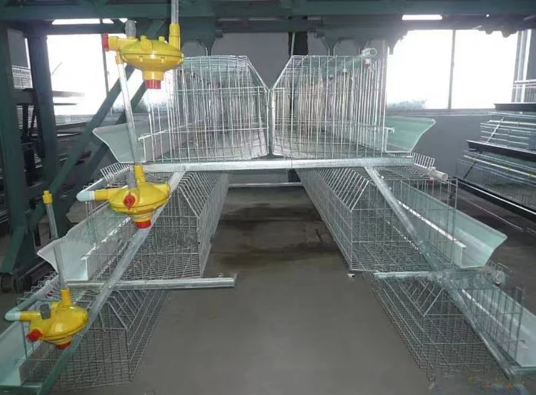 Automatic Poultry Farming Modern Shed System a Type Egg Chicken Layer ...