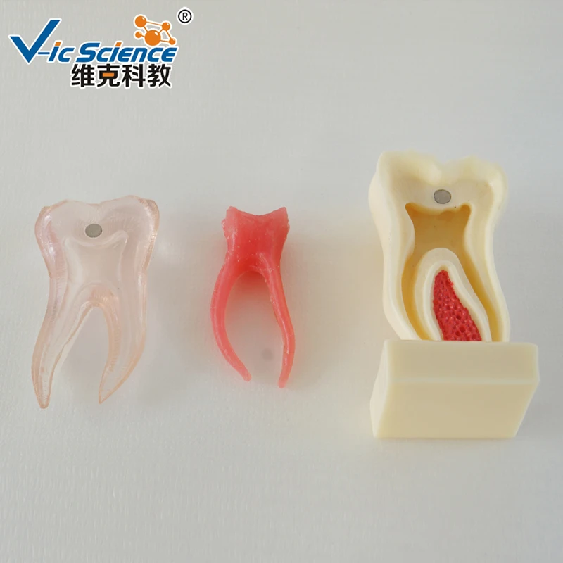 6times Anatomic Profile Model Of Mandibular Molar The Results Showed ...