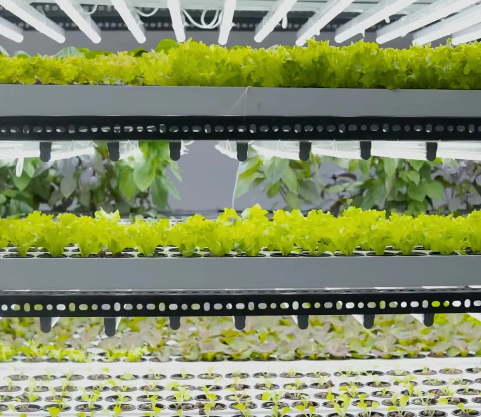 Hydroponics Grow Kit System Aeroponics Hydroponics System For Cows ...