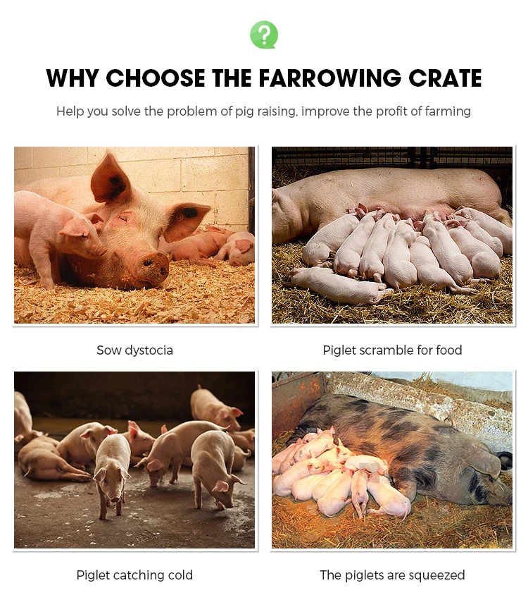 Pig Farm Farrowing Crate Pig Sow Delivery Pig Farm Farrowing Crate ...