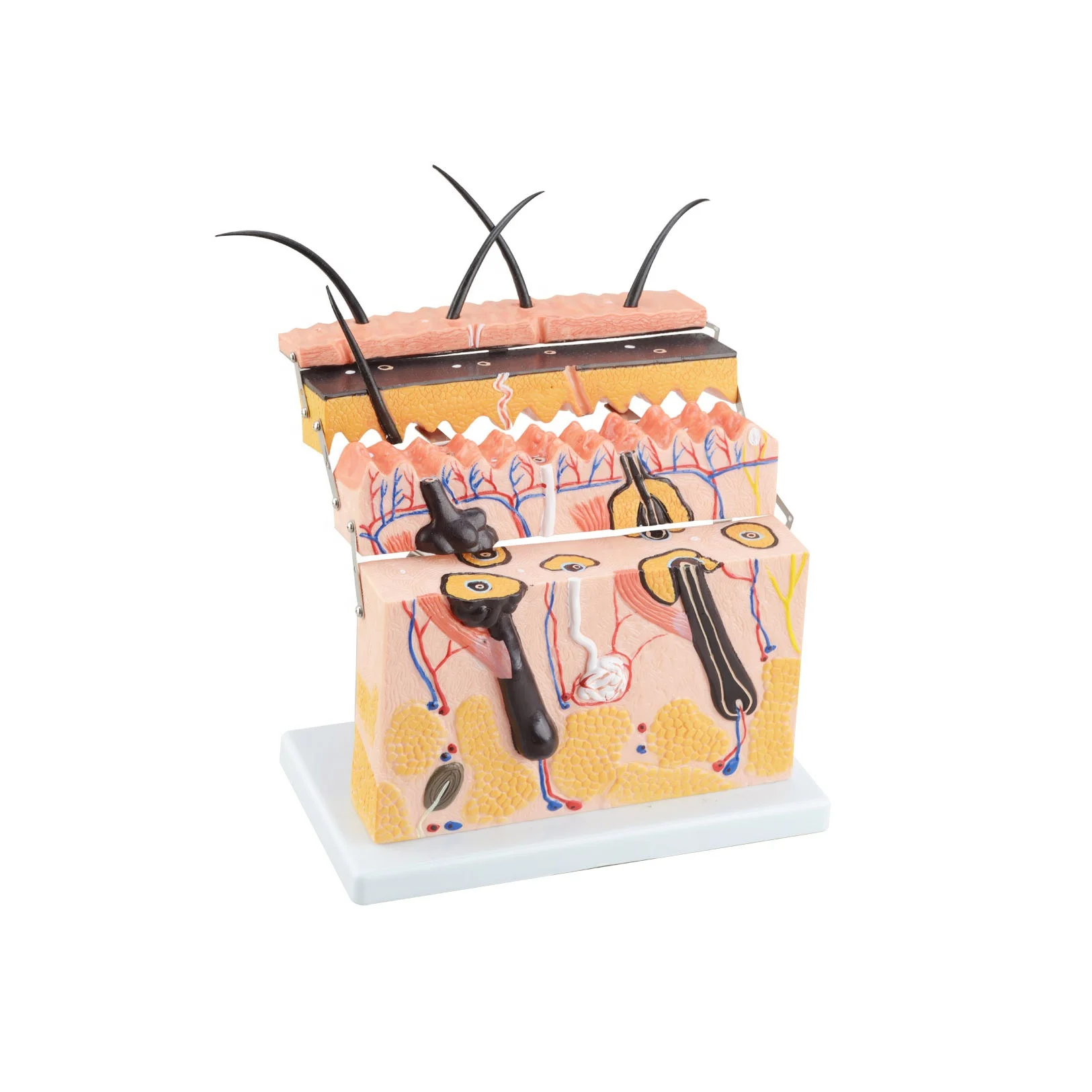 Human Skin Section Model 70X ,medical anatomical education model CBM ...