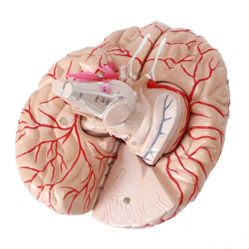 Anatomical Model of the Brain - Cerebral Arteries & Function