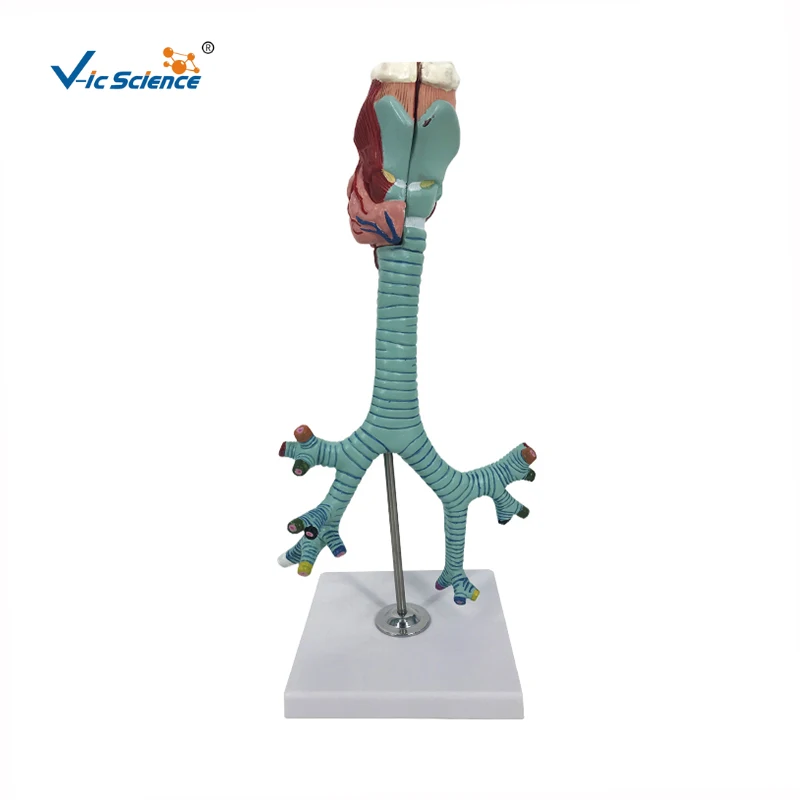 Larynx,Trachea,And Bronchi Models Anatomy Model - Buy Anatomy Model ...