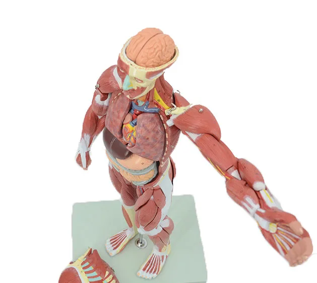 Removable 78cm Medical Human Muscle Structure Tissue And Internal ...